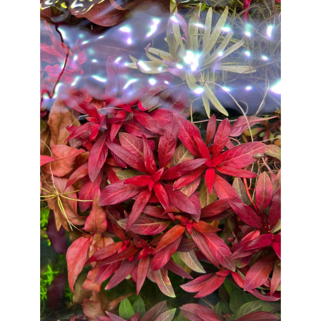 ลัดวิเจียเพอเรนสีส ludwigia peruensis ต้นไม้น้ำสีแดงมาก ตกแต่งตู้ปลา ...