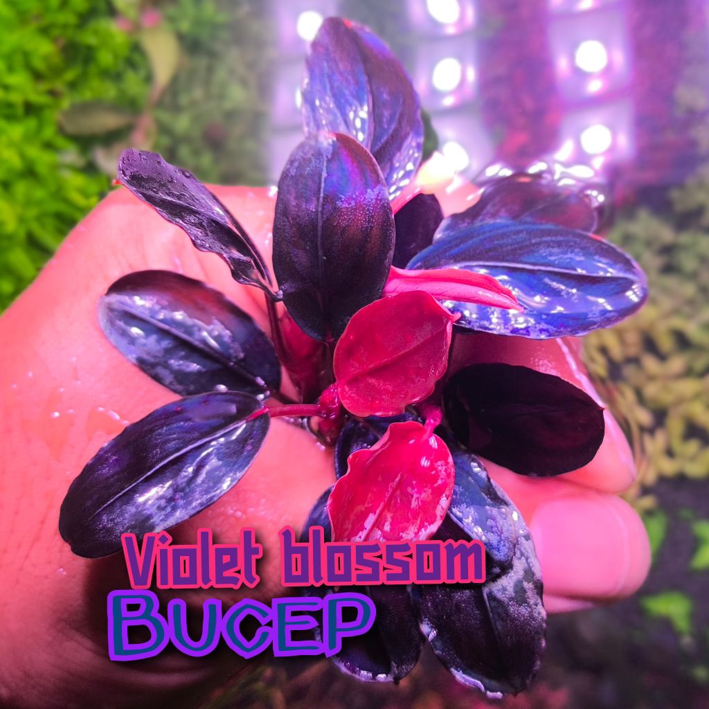 Bucephalandra violet blossom บูเซป ไวโอเล็ต บลอสซั่ม | Shopee Thailand