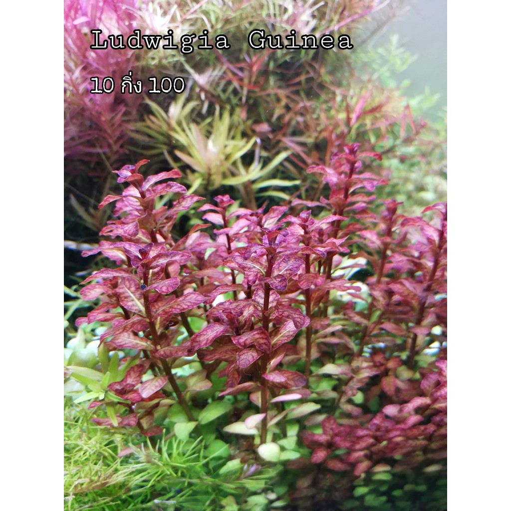 ลัดวิเจียกีเนีย ludwigia guinea ต้นไม้น้ำใบแดงมีลายชัด ปลูกในตูไม้น้ำ ...