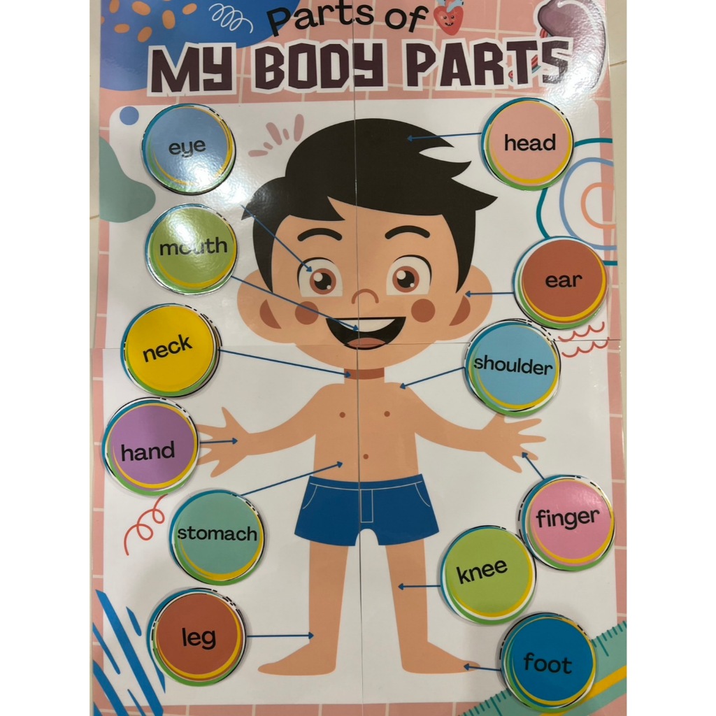 สื่อการเรียนรู้ภาษาอังกฤษ My Body Parts ขนาด A4 (4 แผ่น) + วงกลมคำศัพท์ ...
