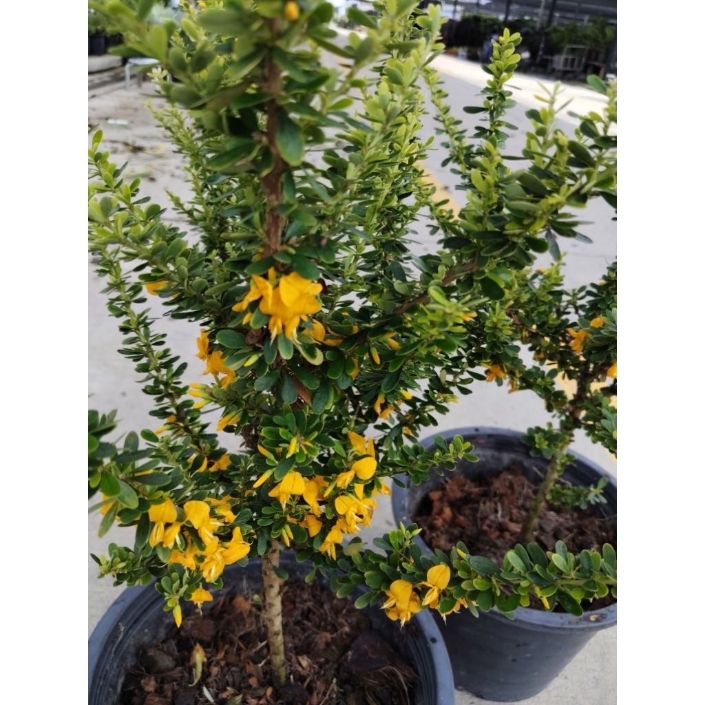 ต้นเหลืองจาไมก้า Brya ebenus, the Jamaican raintree | Shopee Thailand