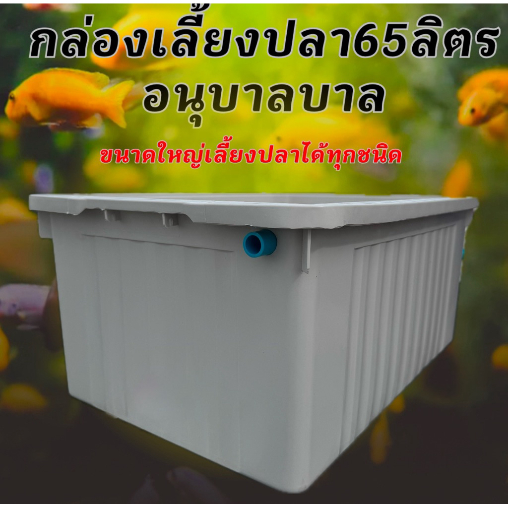 อ่างเลี้ยงปลา 65 ลิตร overflow 64x44x31ซ. ท่อสีฟ้า (กล่องสีขาวครีม) กะ ...