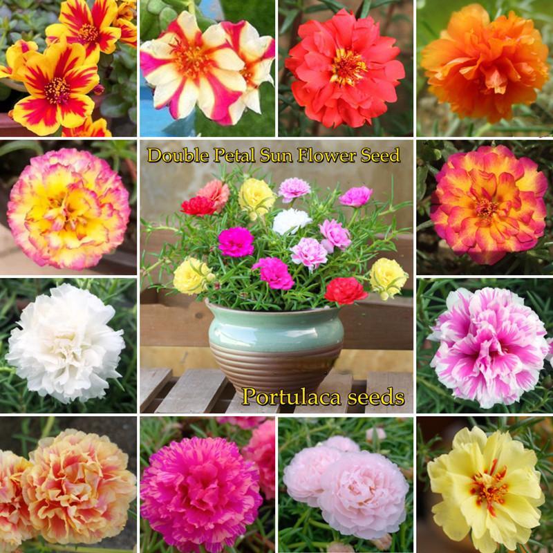 Mixed Portulaca Seeds Moss Rose Plant Flower Seed 200Seeds/แพ็ค ของแท้ ...