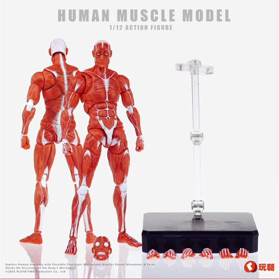 พรีออเดอร์ Human Muscle Model MM01R / HMM01G 1/12 Super Movable Muscle ...