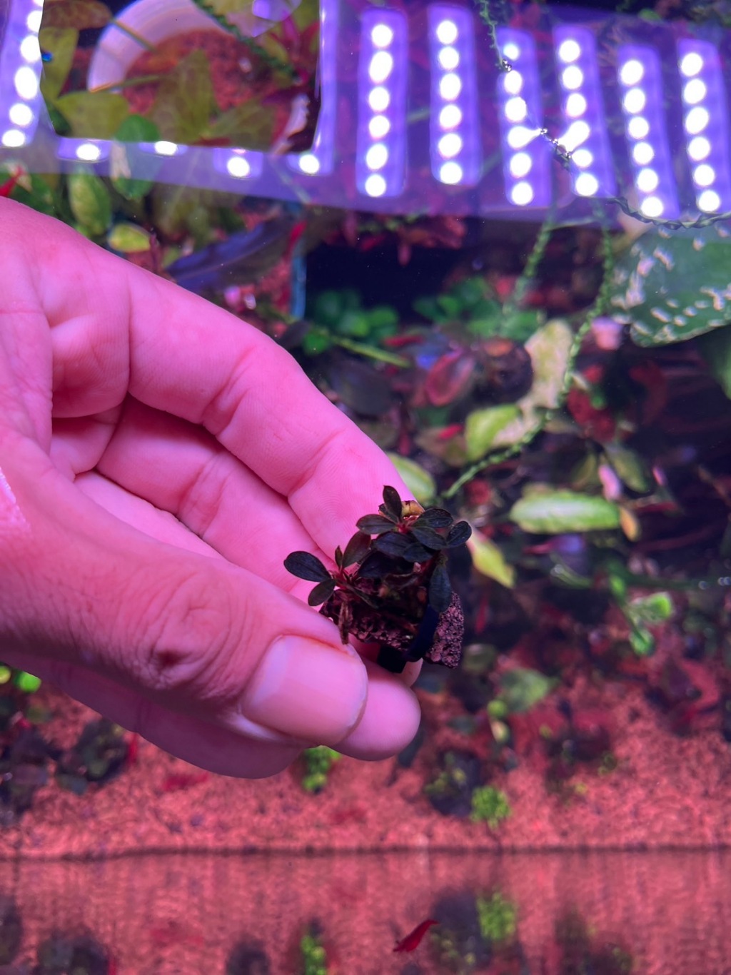 บูเซป Bucephalandra Arrogant blue (Rare item) ไม่ค่อยมีให้เห็น สีสวยสุด ...