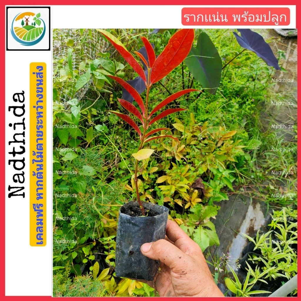 ต้นลิ้นกระบือ กล้าไม้พร้อมปลูก ลิ้นกระบือ Nadthida | Shopee Thailand