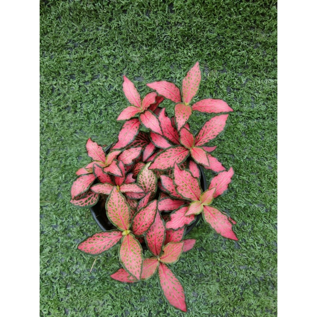 ต้นพรมออสเตรเลียแดง "Red Forest Flame" [Fittonia "Red Forest Flame"] ใน ...
