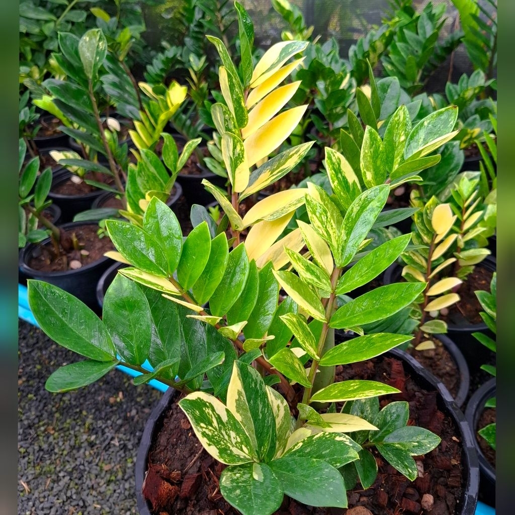 กวักมรกตด่างเหลืองใบชำ มีหัวมีรากเเล้ว กระถาง 3 นิ้ว (อัปเดต 22/06/68) | Shopee Thailand