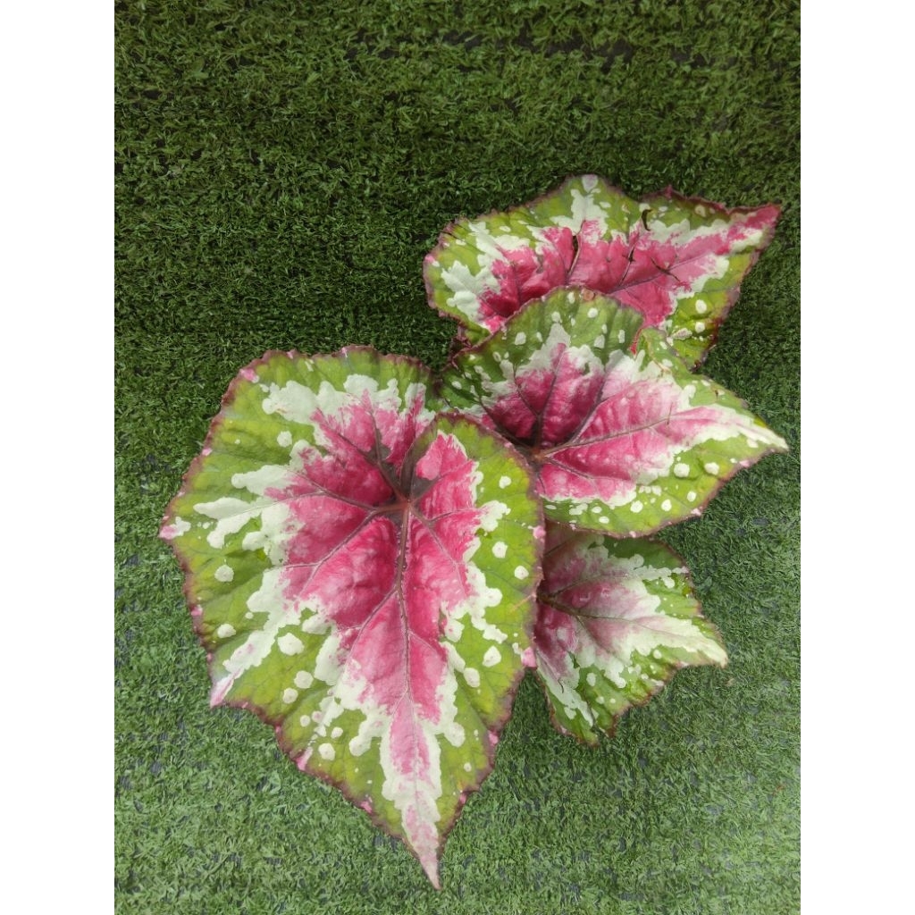 ต้นบีโกเนีย Rex 'Jurassis Watermelon ' [ Begonia Rex 'Jurassis ...