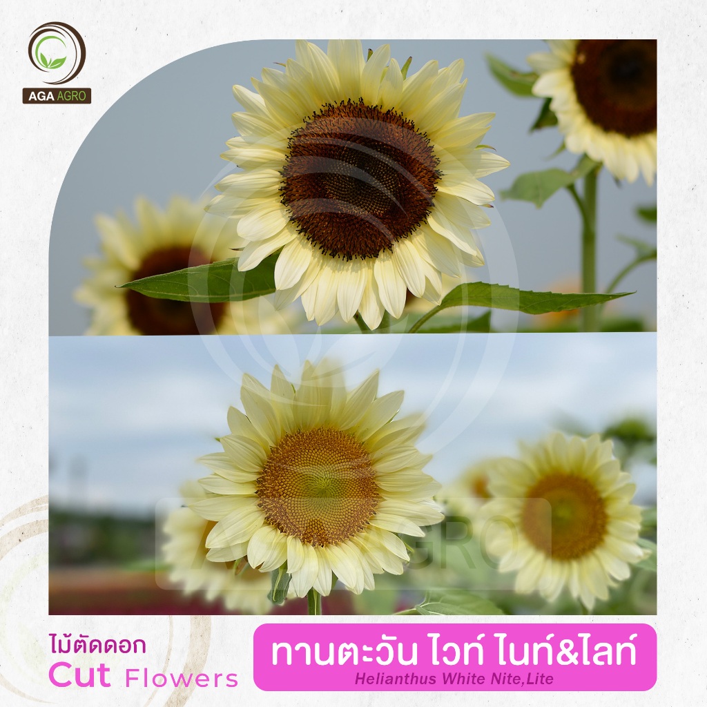 AGA AGRO I "ทานตะวัน สีไวท์" กลีบดอกสีขาวครีมตัดกับตาดอกสีเขียวและดำ-50&100เมล็ด-Helianthus ...