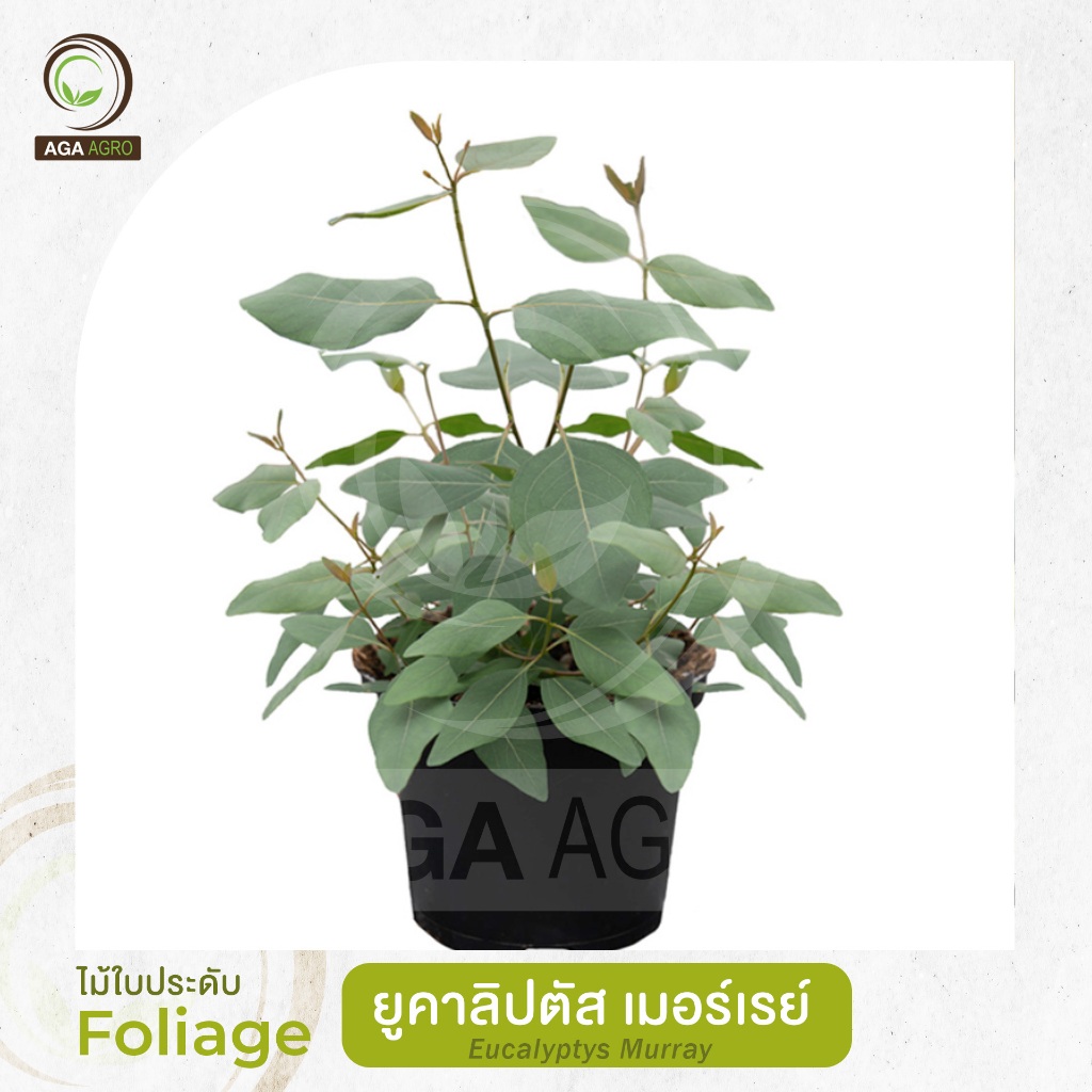 AGA AGRO I "ยูคาลิปตัส เมอร์เรย์" ใบเขียวอมฟ้า ทรงรูปไข่ กลิ่นเมนทอลอ่อนๆ-50&100เมล็ด-Eucalyptus ...