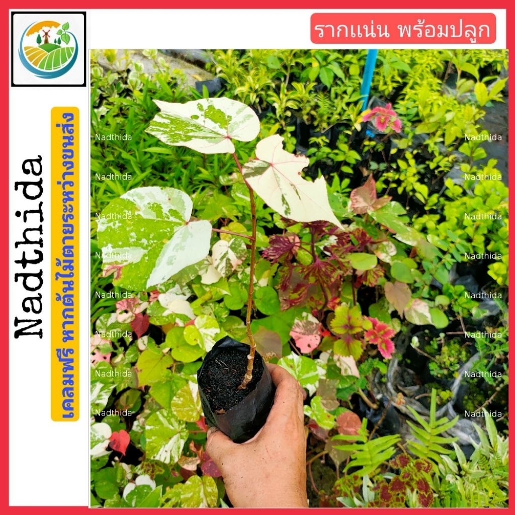 ต้นโพธิ์ 7 สี ต้นกล้าพร้อมปลูก ไม้มงคล ไม้ประดับ ต้นโพธิ์ด่าง Nadthida | Shopee Thailand