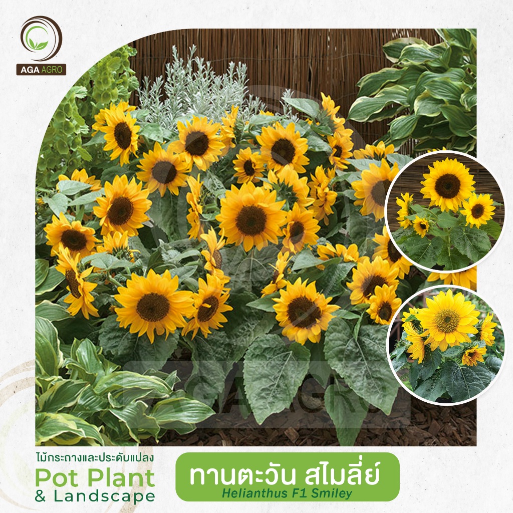 AGA AGRO I "ทานตะวัน สไมลี่ย์" สายพันธุ์ลูกผสมต้นเตี้ย ออกดอกไว บานได้ ...