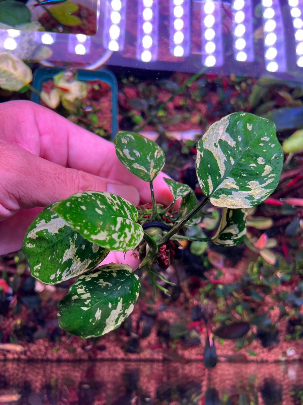 อนูเบียส Anubias Varking Big size (Very Rare) ต้นใหญ่ๆ ลายด่างชัดเจน ...