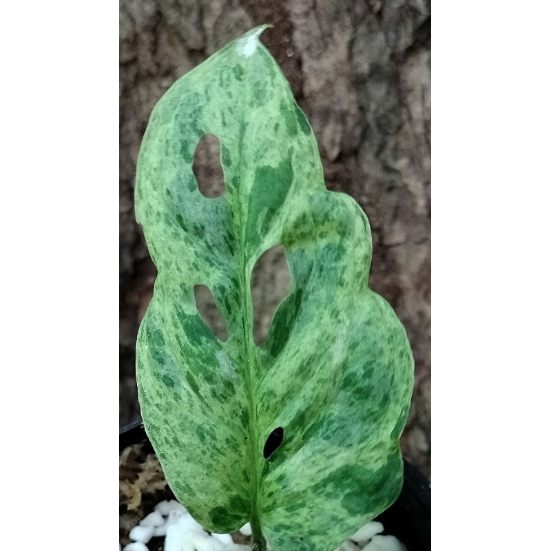 ส่งฟรี monstera adansonii mottled variegated 1ใบด่าง | Shopee Thailand