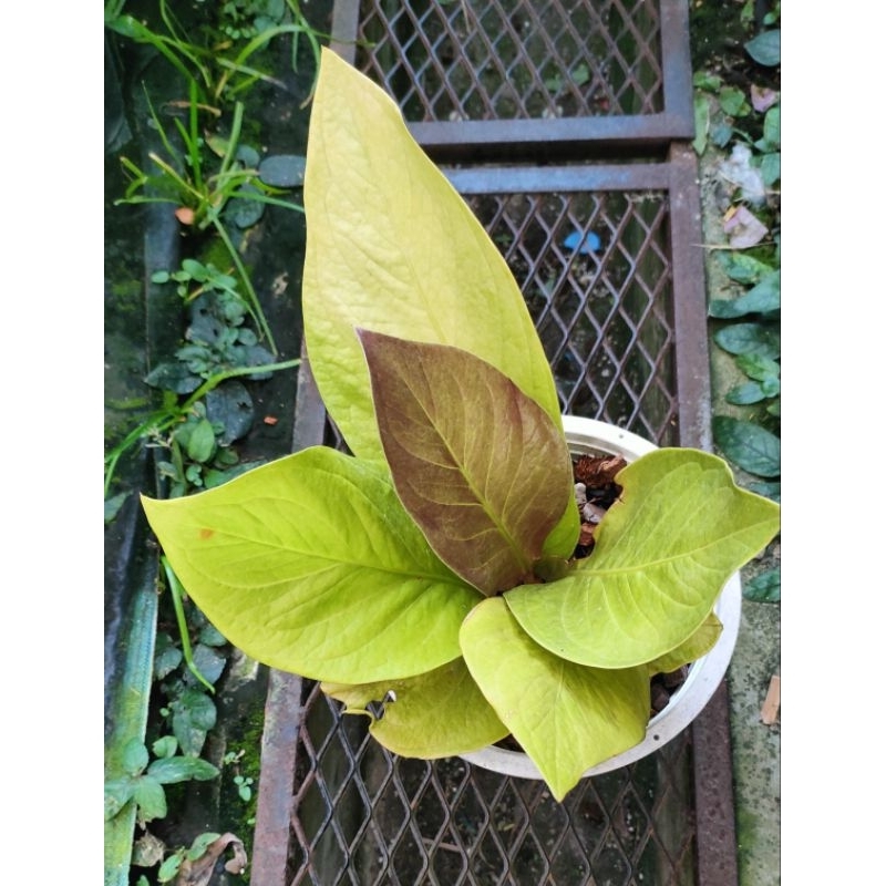 Anthurium Golden Jenmanii เศรษฐีเงินหนาสีทอง (ไม้หน่อ) | Shopee Thailand