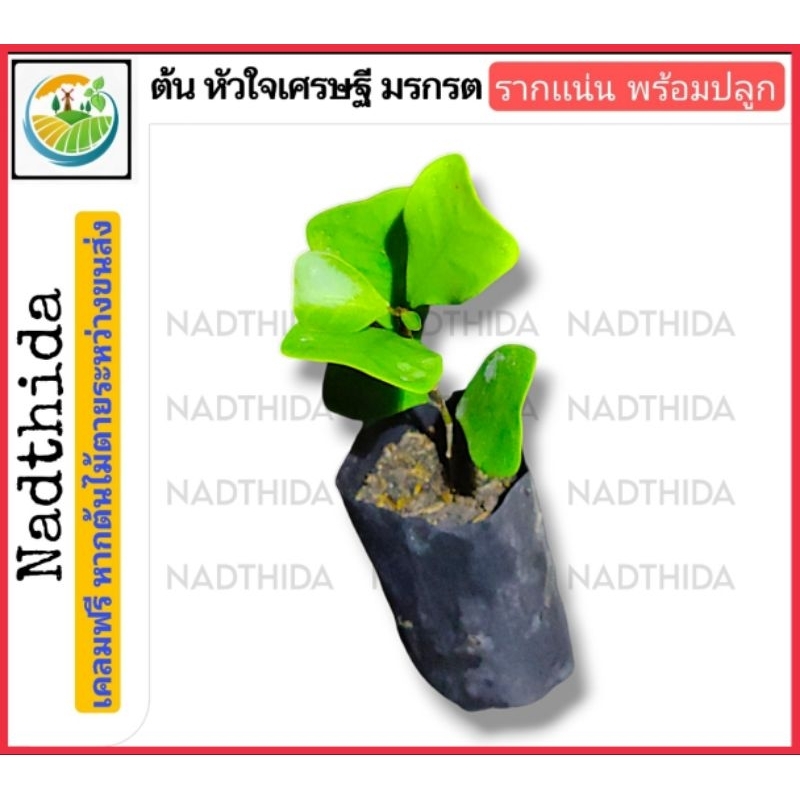 Nadthida ต้นหัวใจเศรษฐี มรกรต ไม้พร้อมปลูก ตรงปก ไม้ประดับ น่าปลูก ต้นไม้ตายระหว่างขนส่ง เคลมฟรี ...