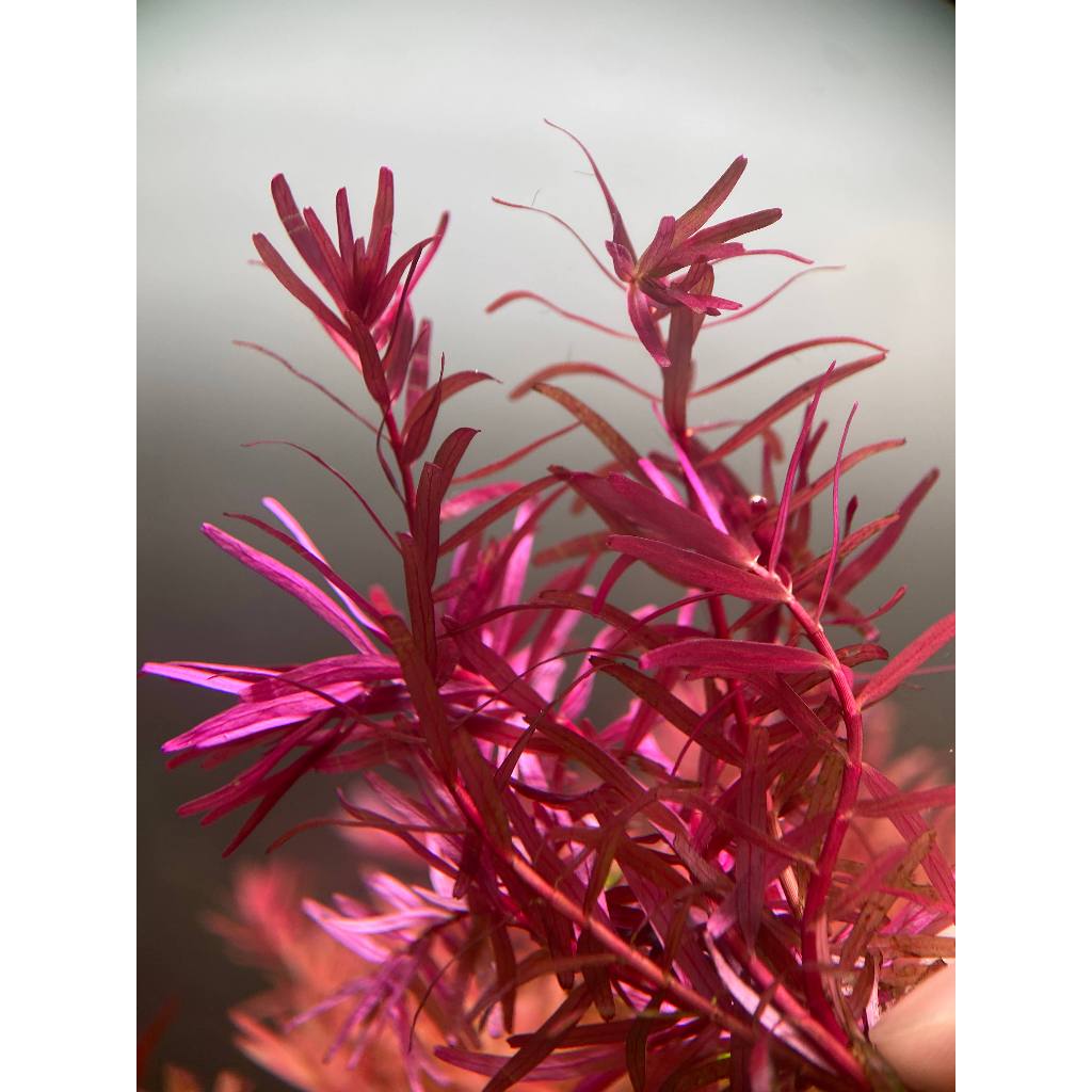 Rotala Colorata ไม้ข้อสีแดงอมชมพูสด | Shopee Thailand