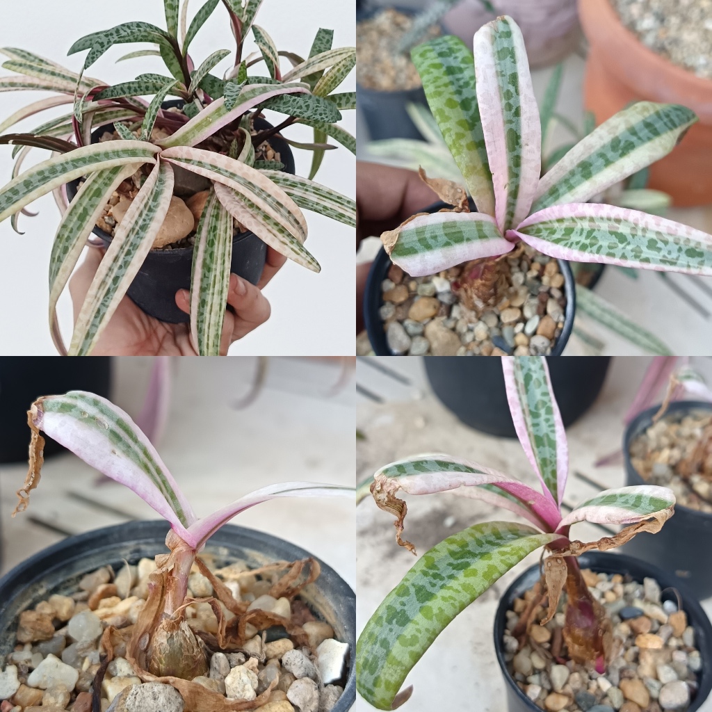 หอมทะเลทราย ด่าง ชมพู Pink Squill , Ledebouria socialis variegated ...