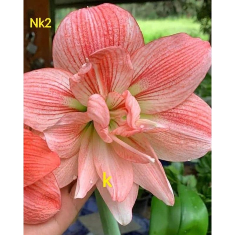 ว่านสี่ทิศNk1 Nk2 แบบแดงซ้อน ต้นไม้มงคลดอกสวยงาม | Shopee Thailand