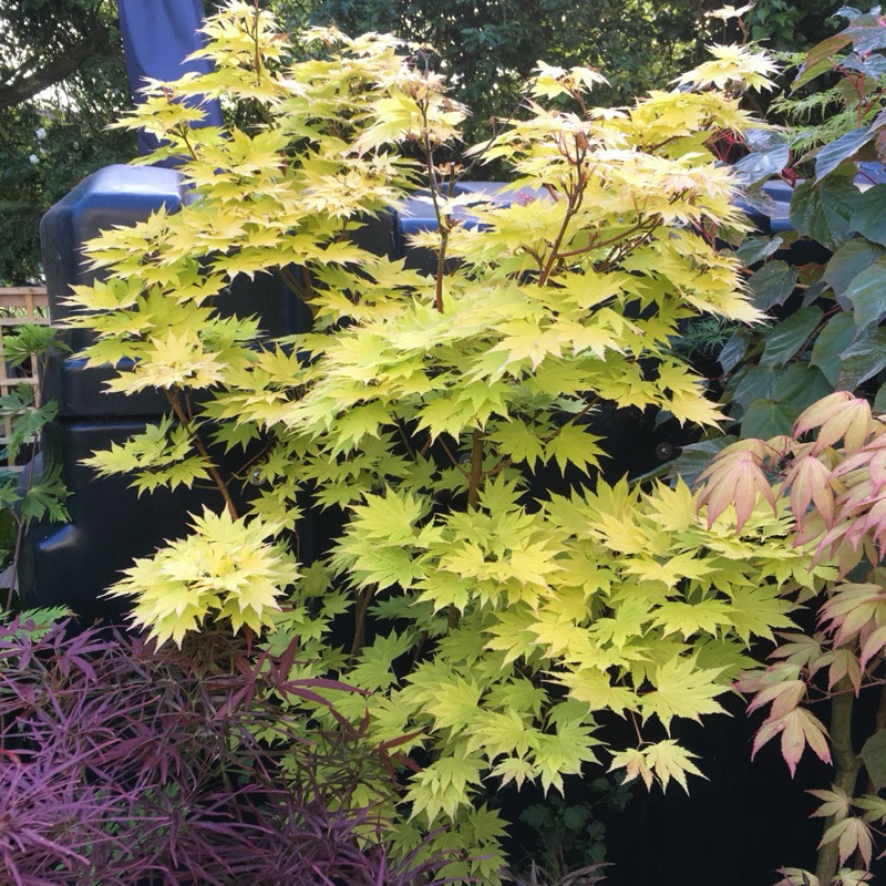 Jordan Japanese maple ต้นเมเปิ้ล สายพันธุ์ จอร์แดน ต้นเมเปิ้ลใบใหญ่ ...