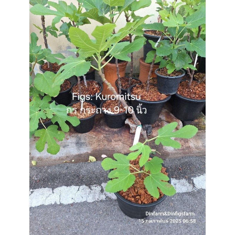 มะเดื่อฝรั่ง คุโรมิซุ Kuromitsu Tree figs | Shopee Thailand