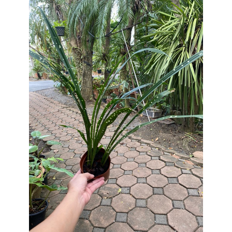 Aspidistra Lurida Ker Gawl. ‘Ginga’ : ละอองดาว | Shopee Thailand