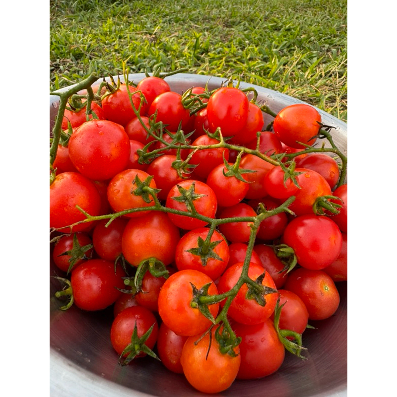 Premium Japanese Round Cherry tomato ตัดสดส่งตรงจากเชียงใหม่ 5 กก. ...