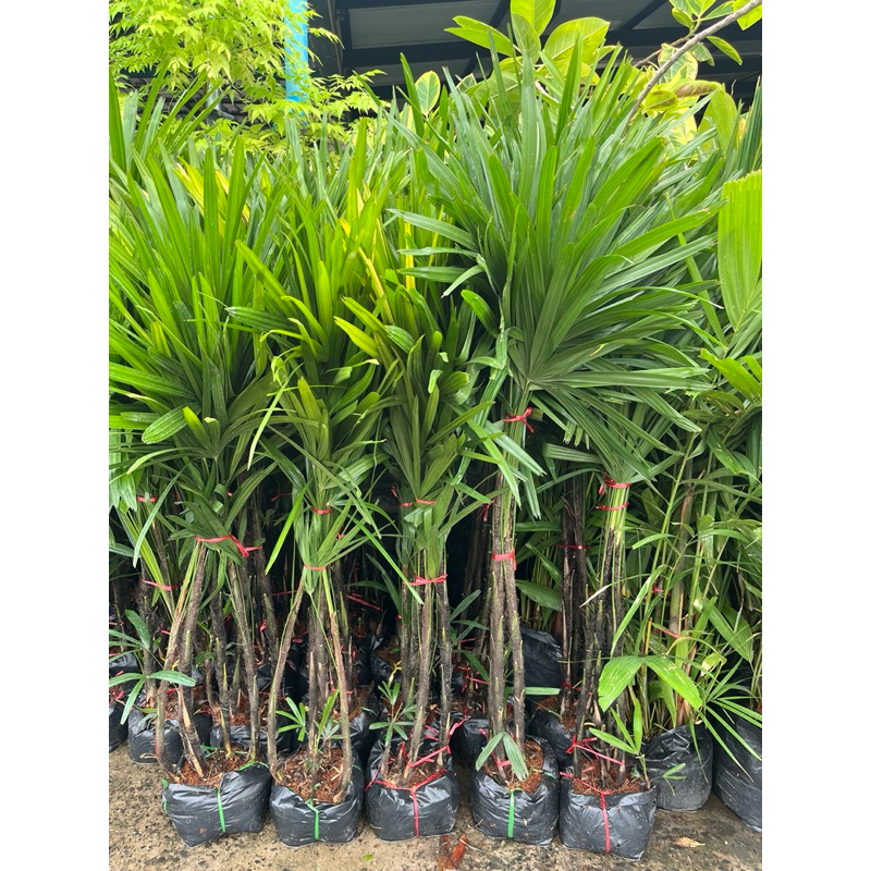 #ต้นจั๋ง #ต้นไม้ฟอกอากาศ สูง 1.20 เมตร กอละ 3-4 ลำ | Shopee Thailand