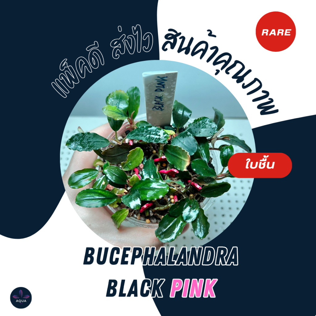 Bucephalandra Black Pink | บูเซปฟารานด้า แบล๊คพิงค์ ใบชื้น – ไม้น้ำหายาก ใบเข้มอมชมพู | Shopee ...