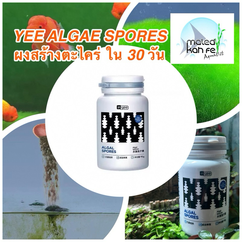 Lot.ใหม่ หัวเชื้อ เร่งตะไคร่ Green wall YEE Algae Spore ( ALGAL Spores ...