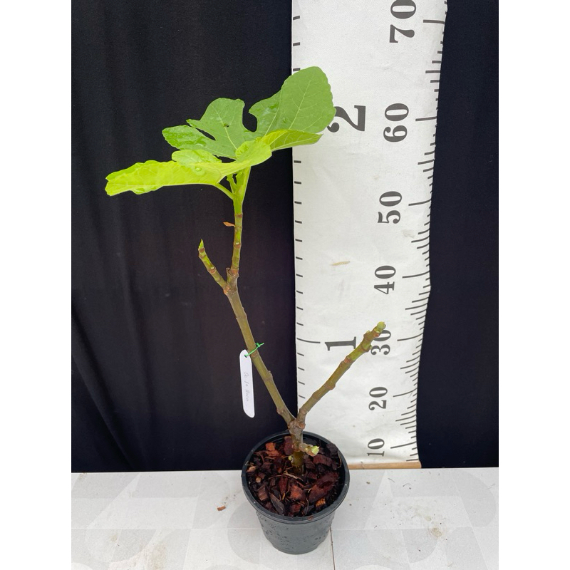 มะเดื่อฝรั่ง Fig พันธุ์ De la roca ต้นใหญ่ | Shopee Thailand