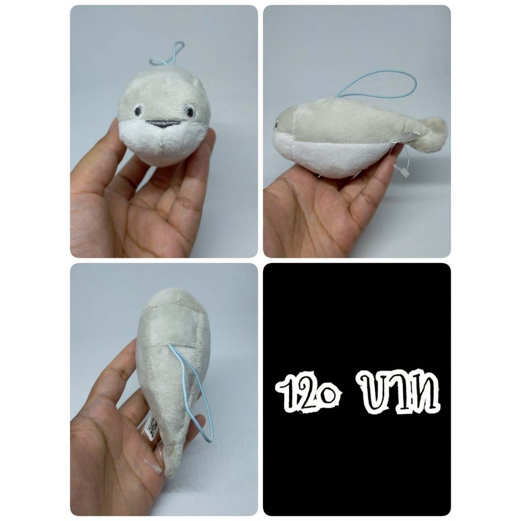 Sacabambaspis Fish#ปลาซาคาบัมบาสปิส#ปลาหน้าเหวอ#ปลา#งานพวงญี่ปุ่นมือสอง ...