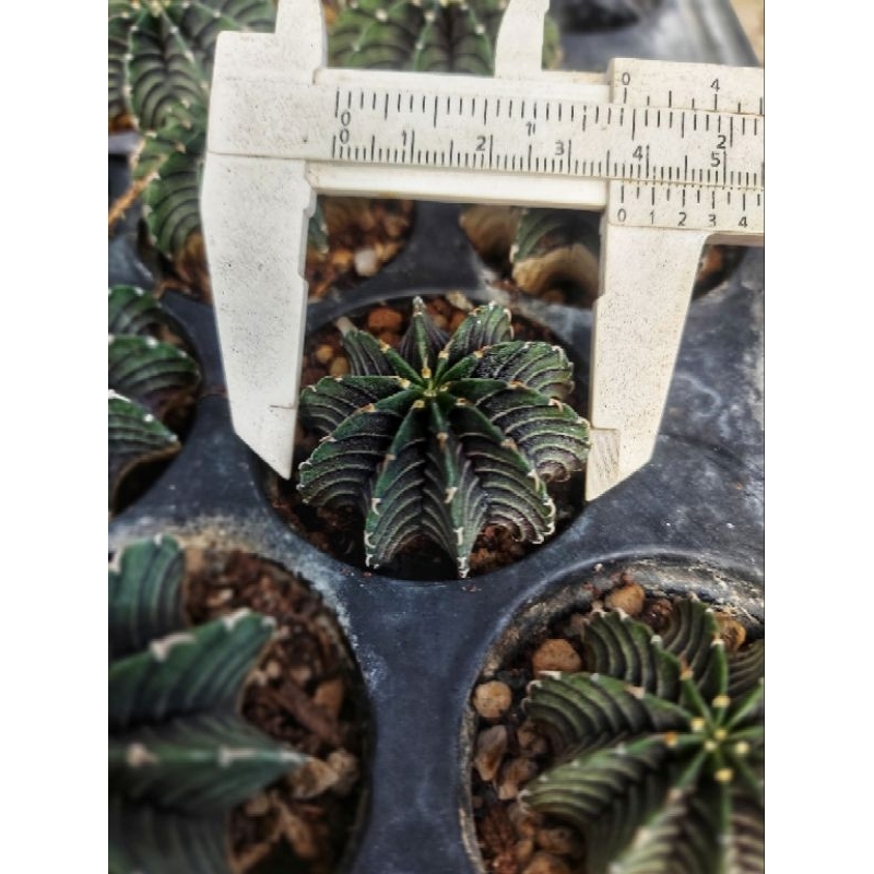 LB 2178 แท้ ไม้เมล็ด พูสวย แอลบีแคคตัส ใกล้ออกดอก ต้นละ 9 ฿ ส่งถอดกระถาง ขายโละๆ | Shopee Thailand