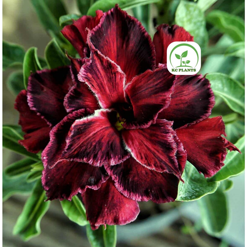 ต้นชวนชมดอกซ้อน ลูกไม้ใหม่ ชวนชม ไม้มงคล ขนาดกระถาง 6 นิ้ว #้RED CRIFF ...