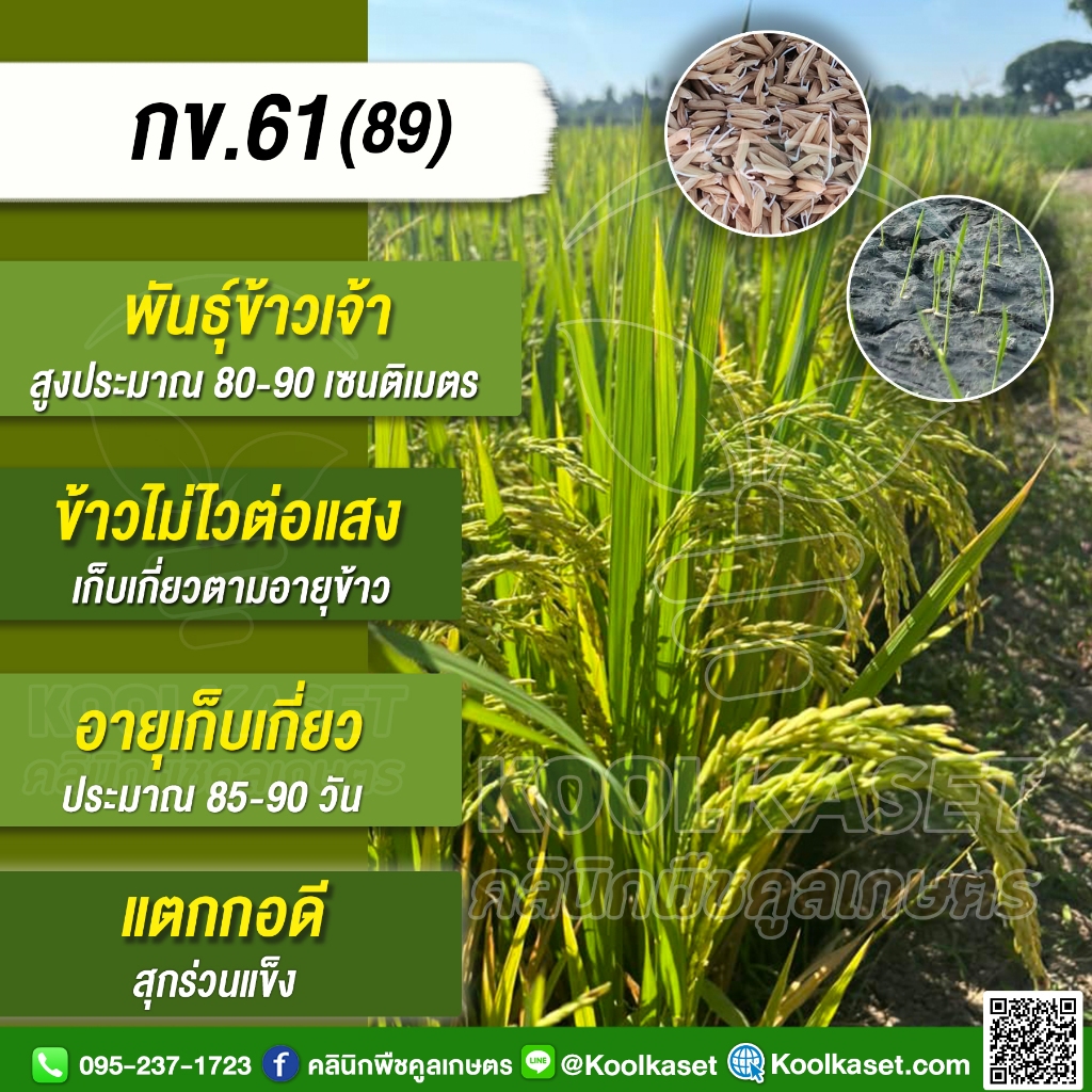 เมล็ดพันธุ์ ข้าว ข้าวเจ้า กข.61(89) ข้าวนาปรัง อายุสั้น 90 วัน ไม่ไวแสง ...