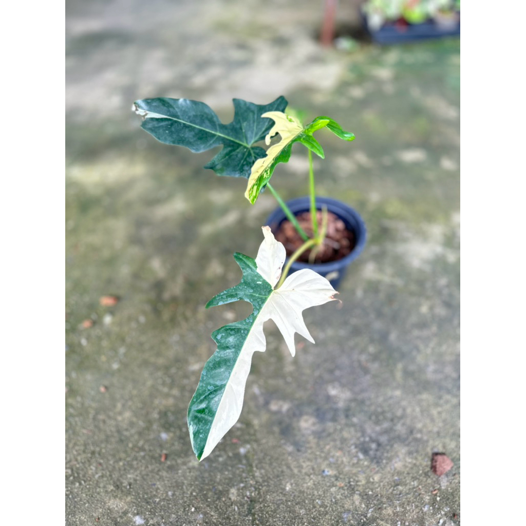 ต้นมังกรทองด่าง philodendron golden dragon var ฟิโลมังกรด่าง | Shopee ...