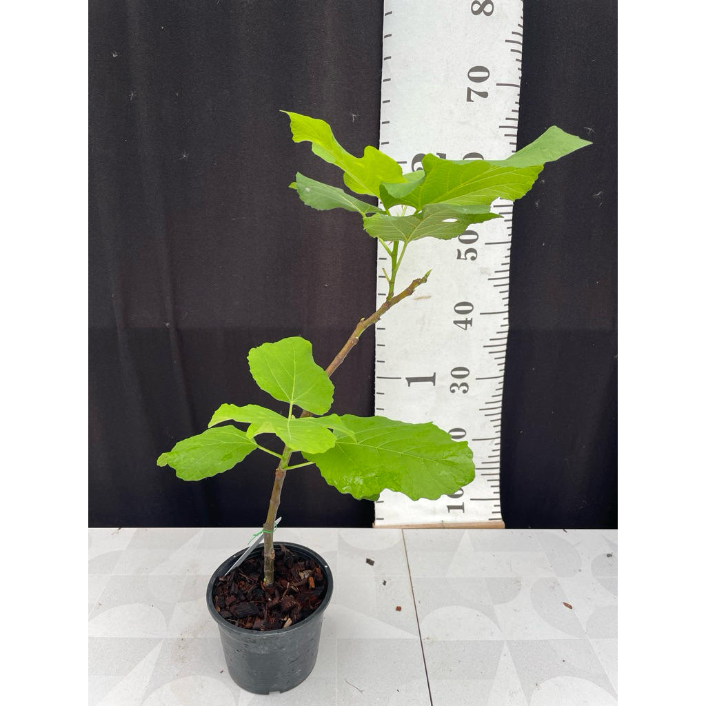 มะเดื่อฝรั่ง Fig พันธุ์ SUMAKI | Shopee Thailand