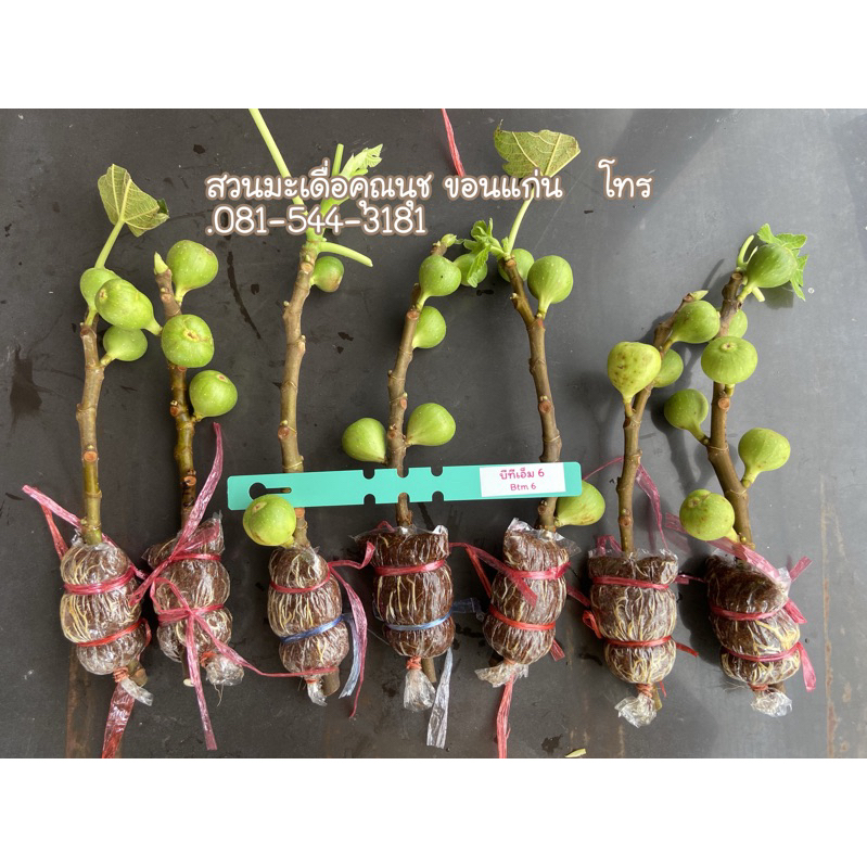 กิ่งตอนมะเดื่อฝรั่งพันธุ์ญี่ปุ่น บีทีเอ็ม6/btm6 figs air layer | Shopee Thailand