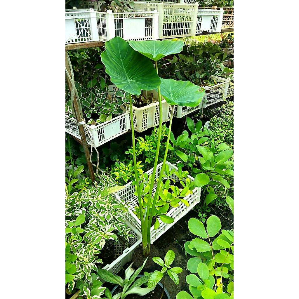 ต้นกล้า ตูน หรือ คูน ออดิบ ทูน ขายเป็นหัวๆ ตัดใบส่ง สำหรับปลูก ต้นละ 12 ...