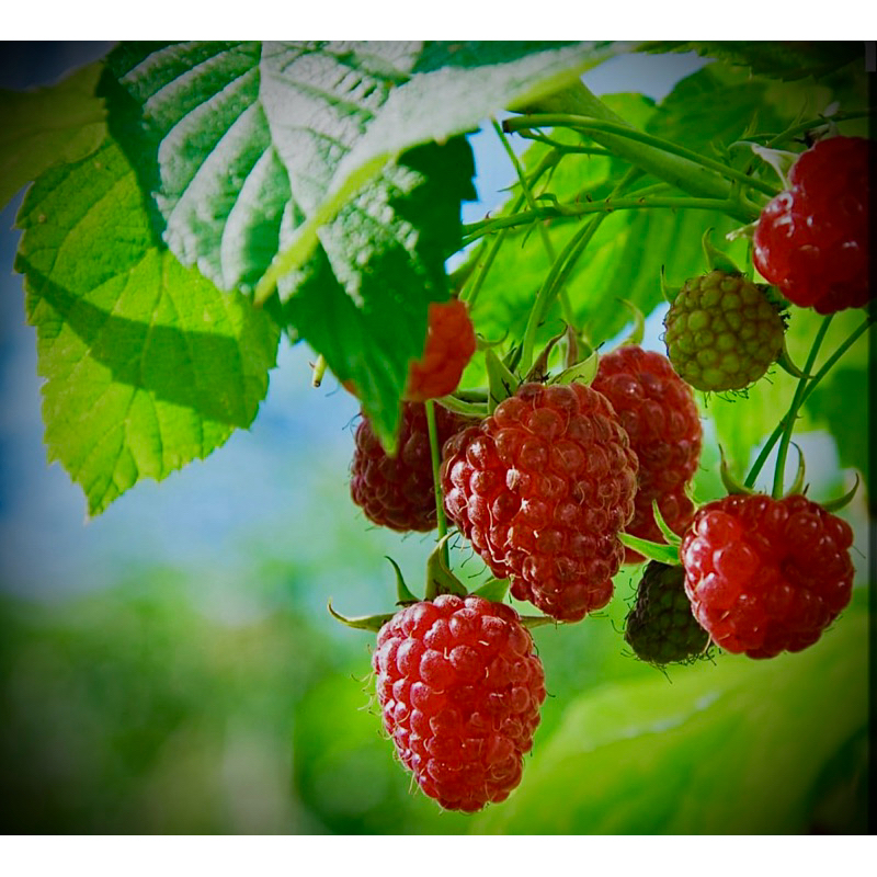 Rasberry Tree Red Rasberry Crimson ต้นราสเบอรี่ แดง สายพันธุ์ คิมสัน ...