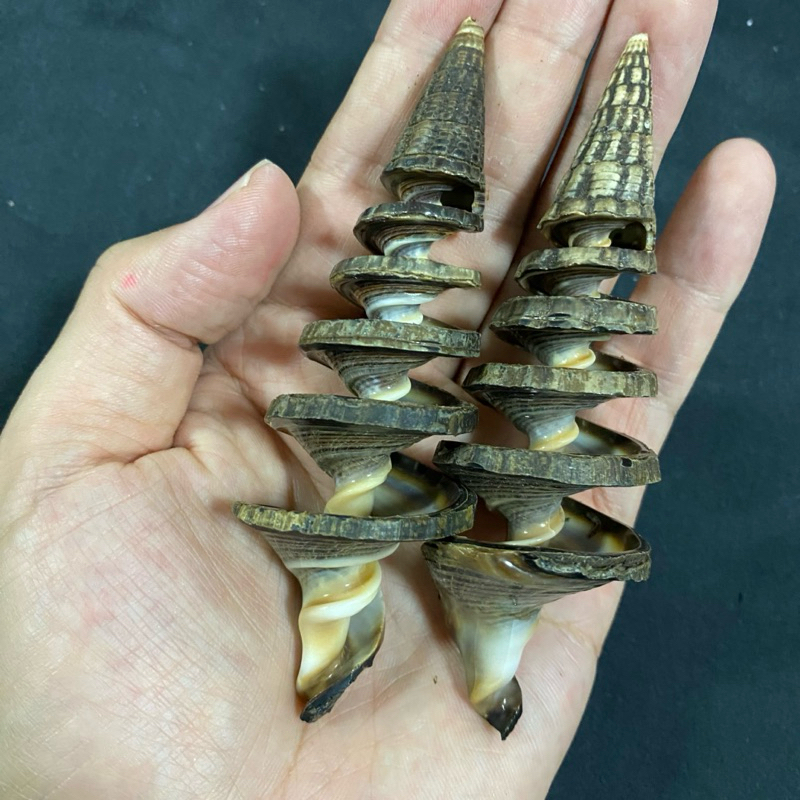 เปลือกหอยทรงกรวยสีดำ QIE GE HEI TA สำหรับสะสมส่วนตัวและประดิษฐ์เปลือก ...