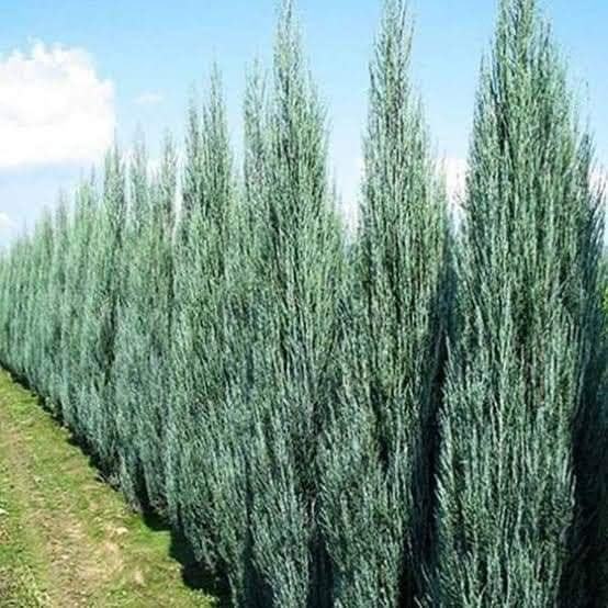 ต้น สน Skyrocket Juniper (Juniperus Scopulorum) | Shopee Thailand