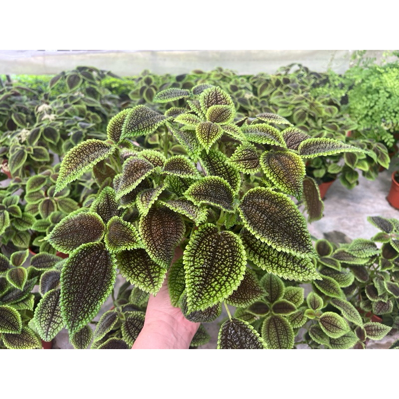 PILEA INVOLUCRATA ไพเลีย | Shopee Thailand