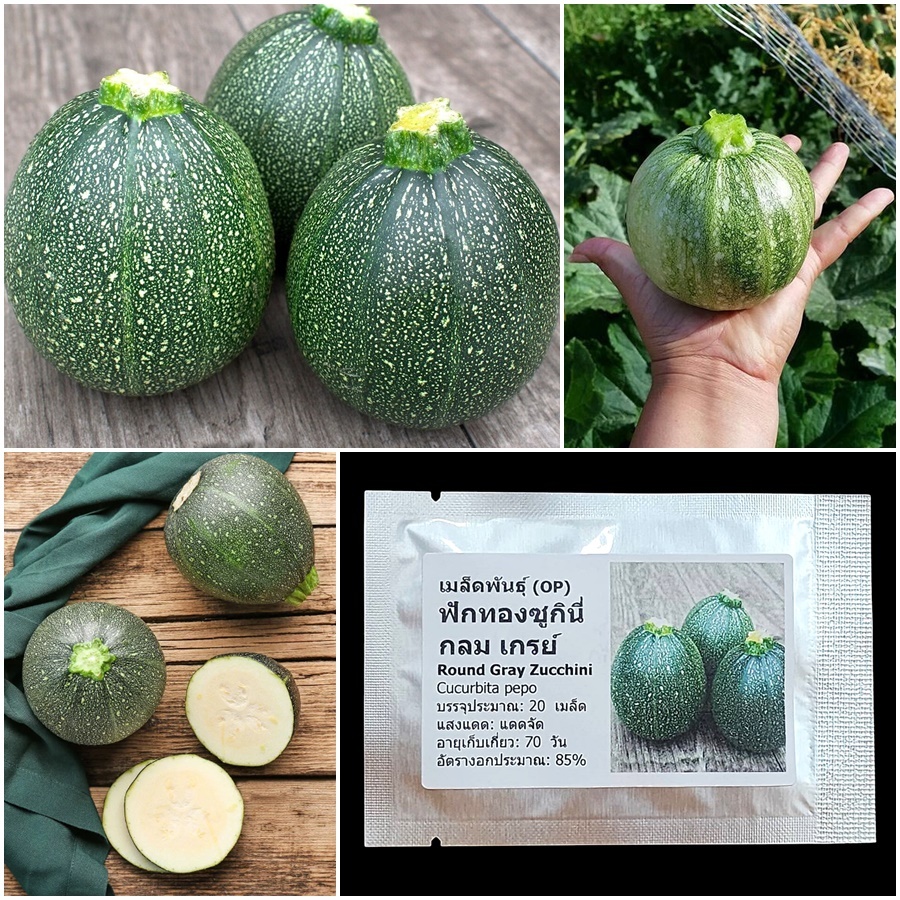 เมล็ดพันธุ์ ฟักทอง ซูกินี กลมเกรย์ Round Gray Zucchini Squash Seed 20 ...