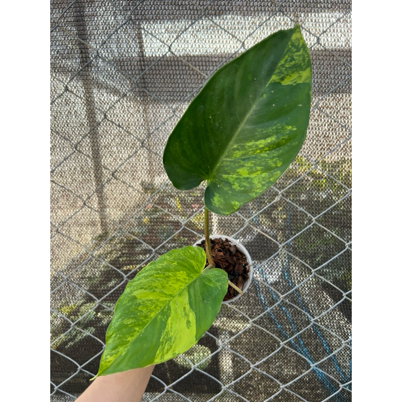 Schismatoglottis Calyptrata sp. (aurea var.) บอนยายรัตด่างเหลือง ด่าง ...