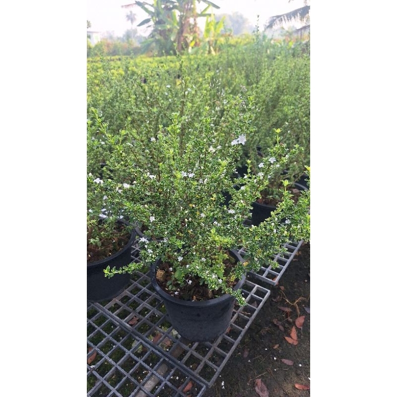 ต้น ข้าวตอกพระร่วง รึ ซากุระแคระ ไซส์กระถาง11นิ้ว | Shopee Thailand