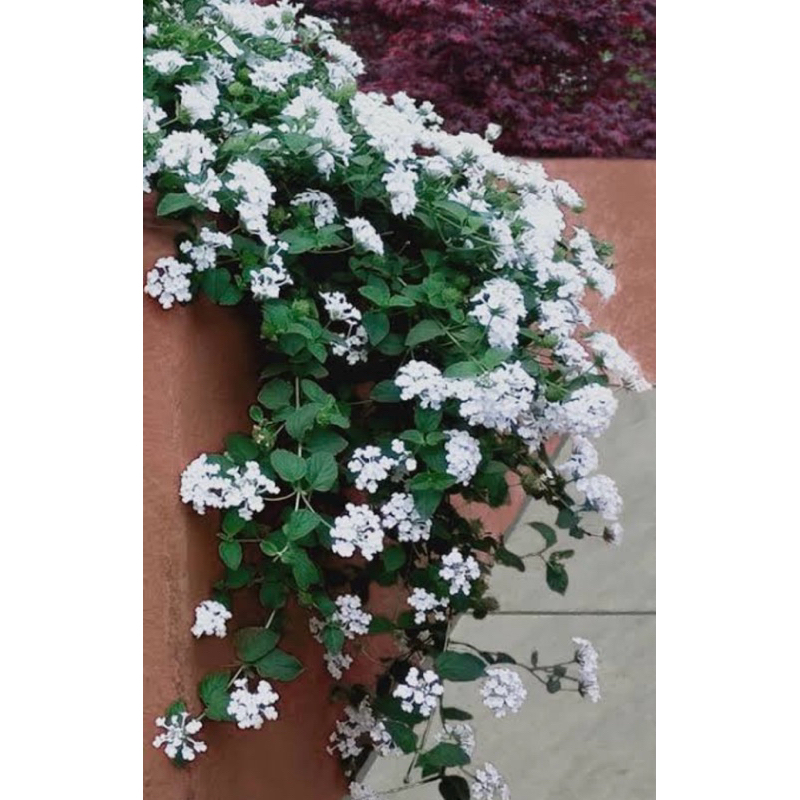 creeping white lantana ผกากรองเลื้อยดอกขาว | Shopee Thailand