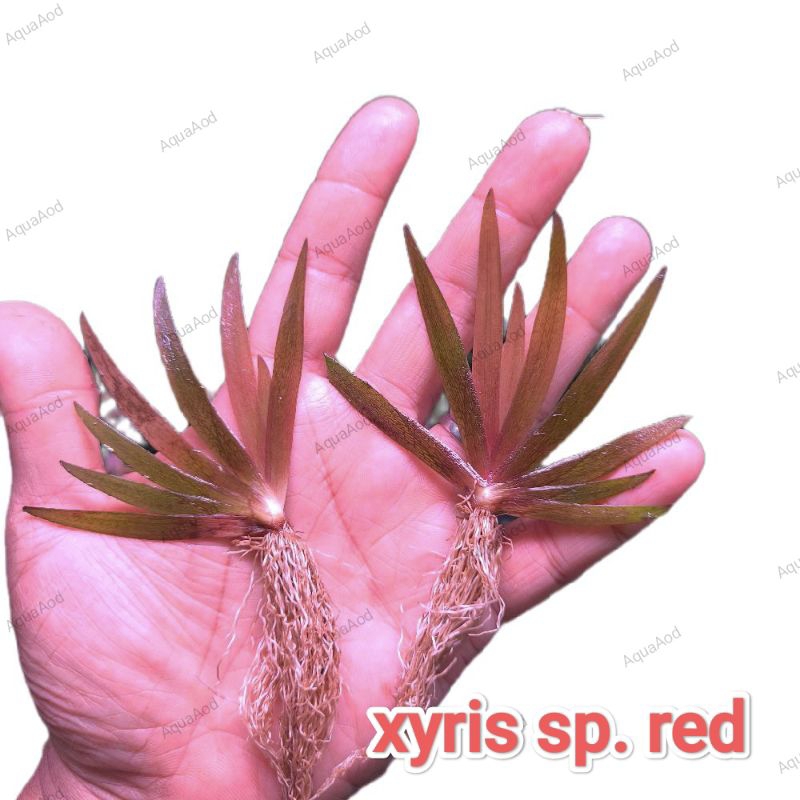 ต้นไม้น้ำ xyris sp. red | Shopee Thailand