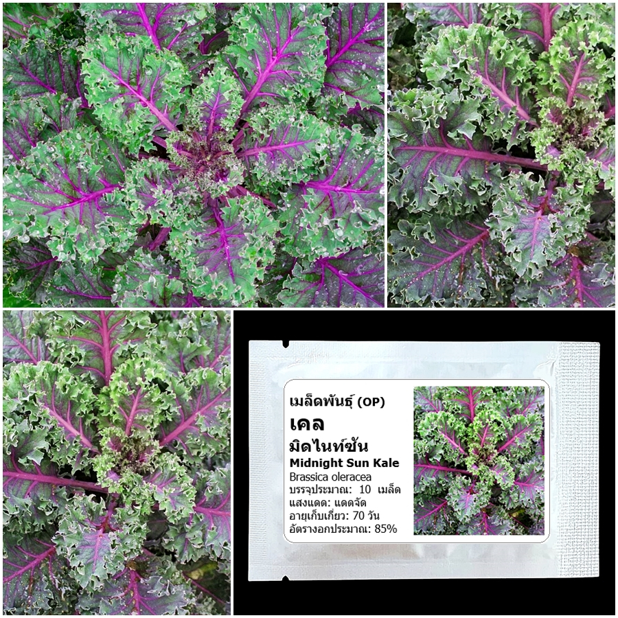 เมล็ดพันธุ์เคล มิดไนท์ซัน Midnight Sun Kale Seed บรรจุ 10 เมล็ด คุณภาพ ...